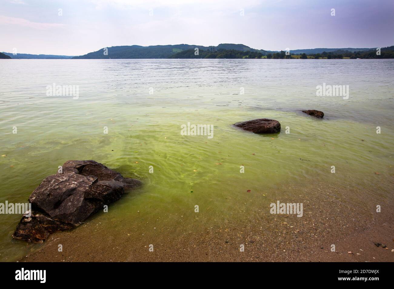 An algal bloom of blue green algae on Lake Windermere, Lake District ...