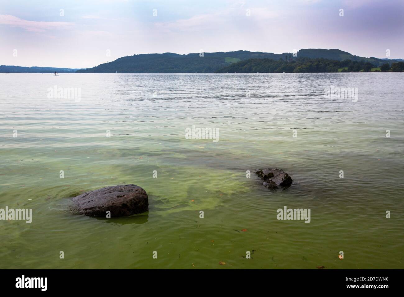 An algal bloom of blue green algae on Lake Windermere, Lake District ...