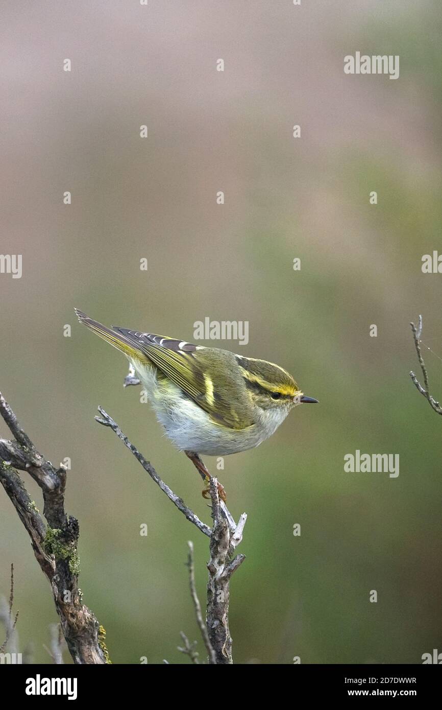 Pallas's Warbler (Phylloscopus proregulus Stock Photo - Alamy