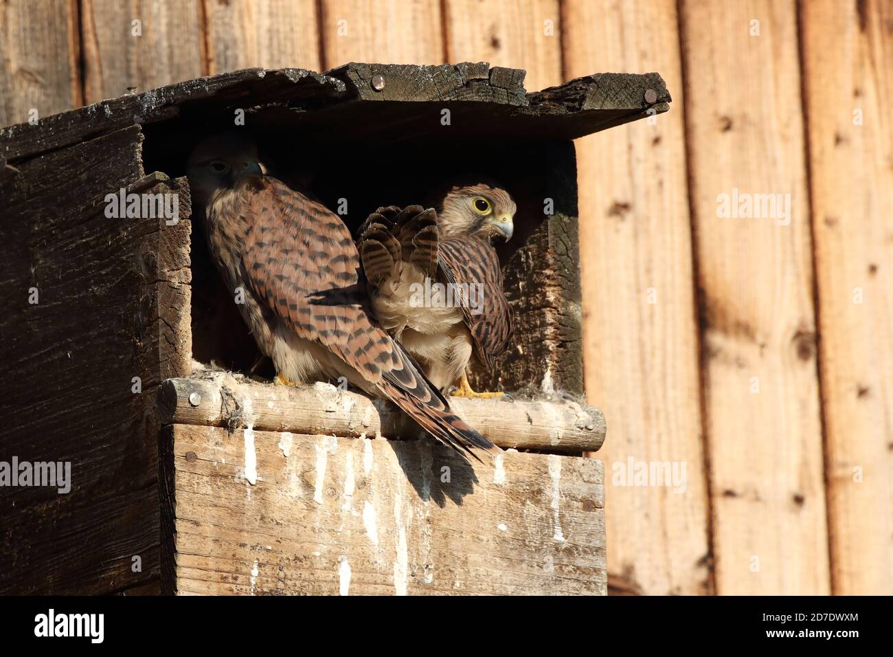 common kestrel (Falco tinnunculus) young birds at the nest box Germany ...