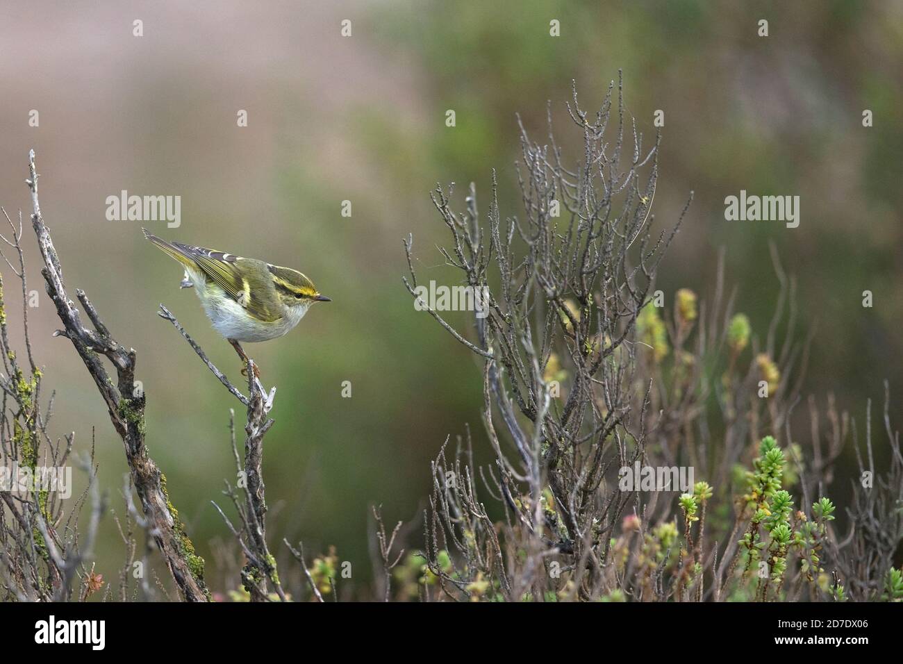Pallas's Warbler (Phylloscopus proregulus Stock Photo - Alamy