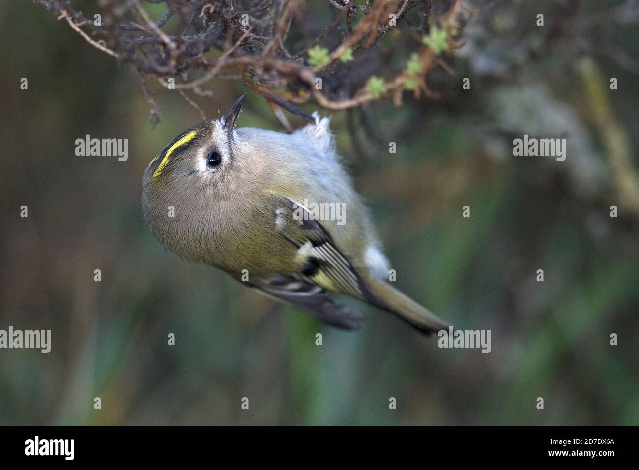 Goldcrest (Regulus regulus Stock Photo - Alamy