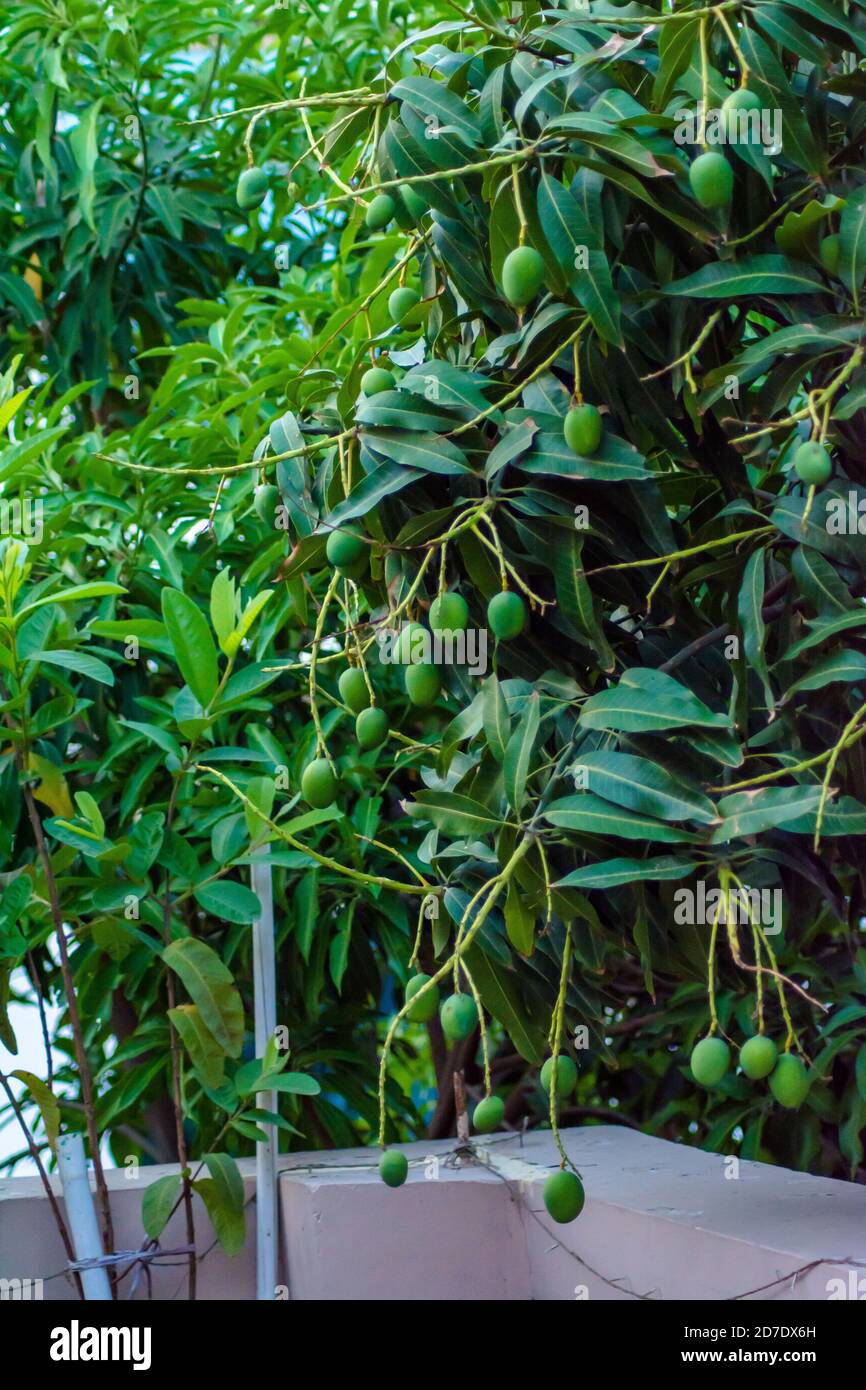 Closeup of Mangoes hanging on mango tree, mango farm. Mangifera indica ...