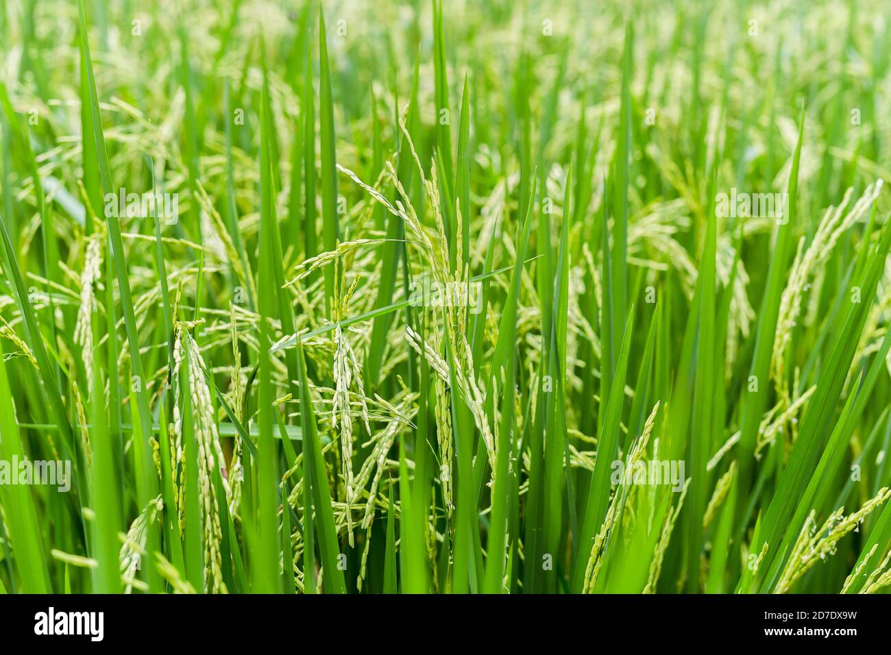 Close up paddy hi-res stock photography and images - Alamy