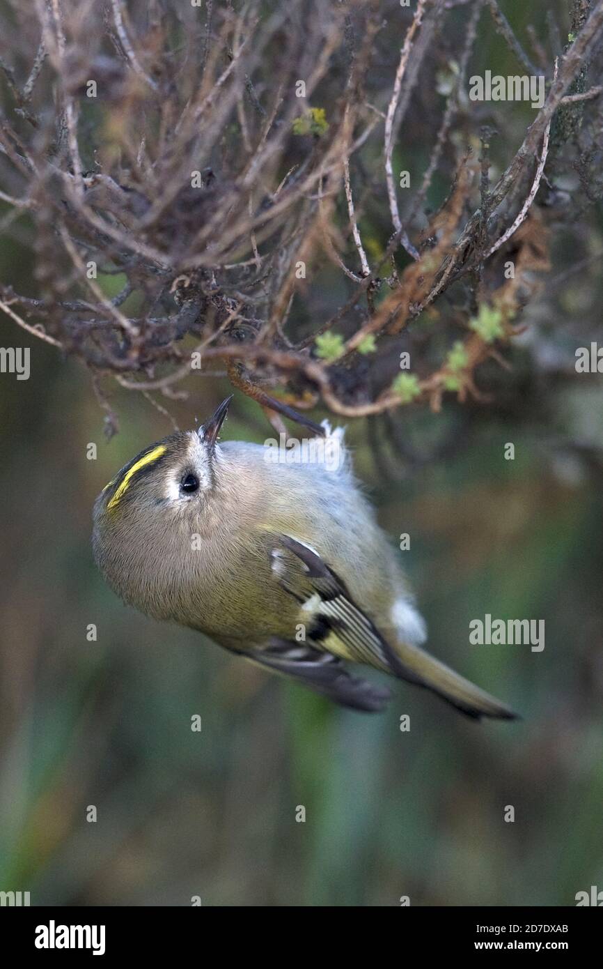 Goldcrest (Regulus regulus Stock Photo - Alamy