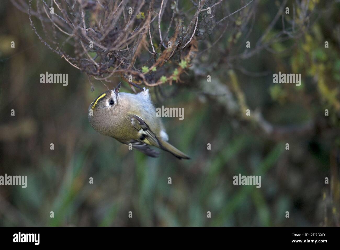 Female goldcrest hi-res stock photography and images - Alamy