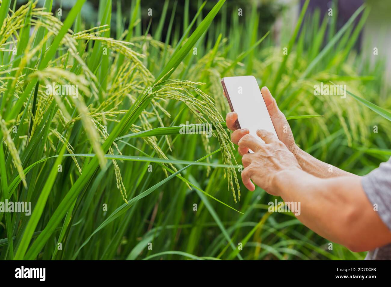 Hand holding blank phone landscape hi-res stock photography and images ...