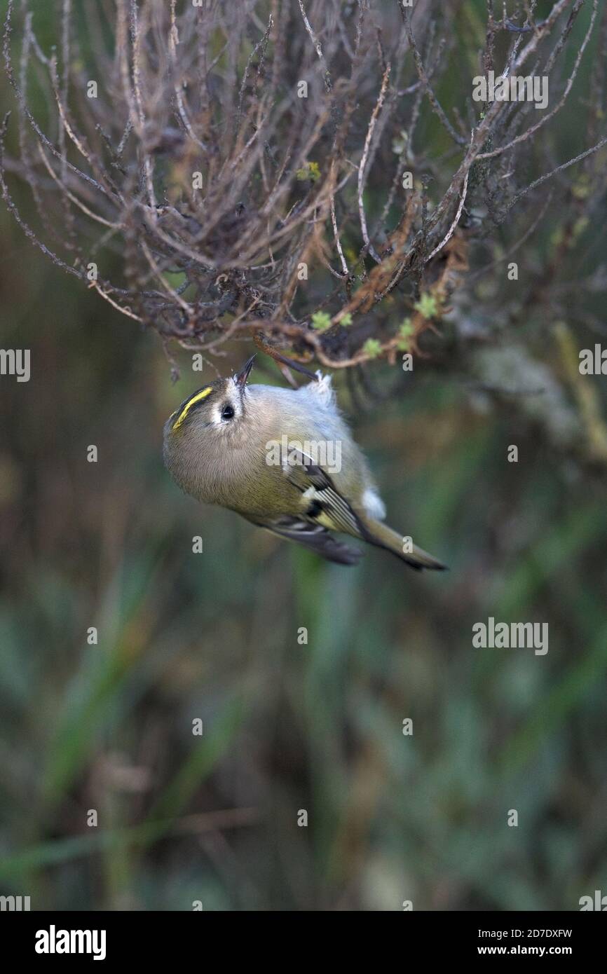 Female goldcrest hi-res stock photography and images - Alamy