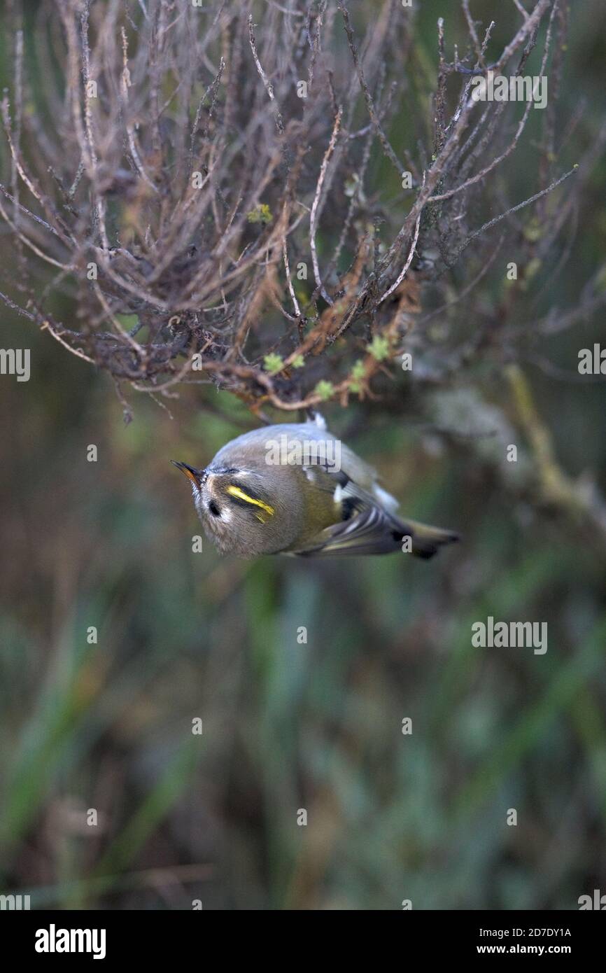 Female goldcrest hi-res stock photography and images - Alamy