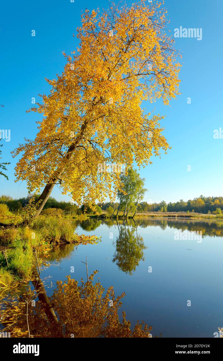 Sunny autumn landscape with trees and calm lake during sunrise Stock Photo - Alamy