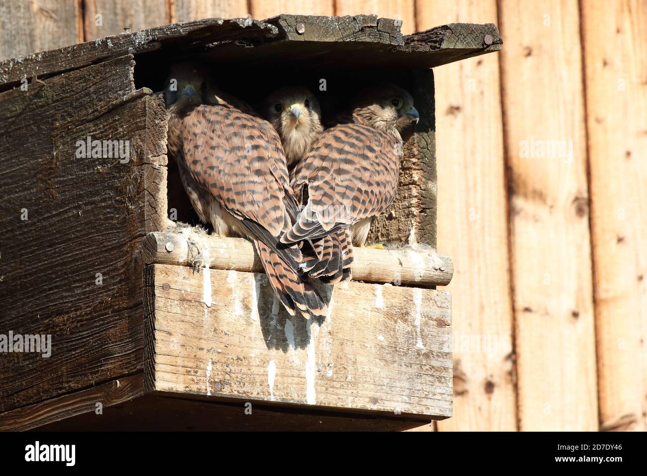 common kestrel (Falco tinnunculus) young birds at the nest box Germany Stock Photo - Alamy