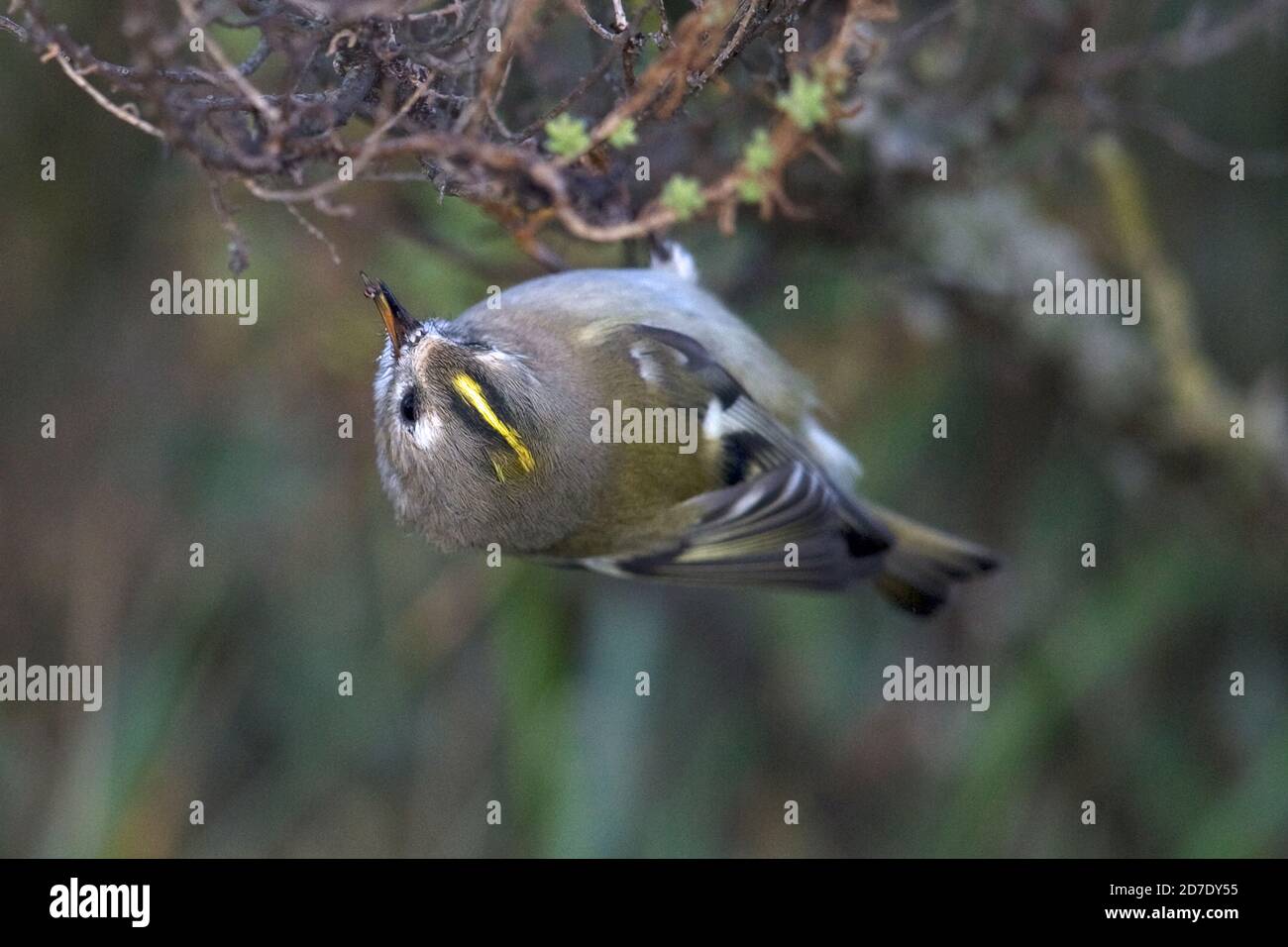 Female goldcrest hi-res stock photography and images - Alamy
