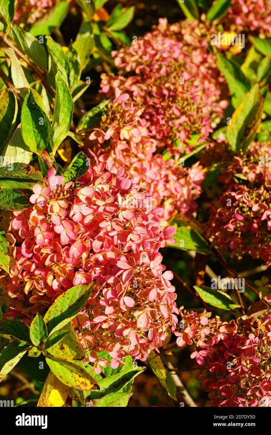 Pink heads of weeping hydrangea paniculata flowers Stock Photo - Alamy