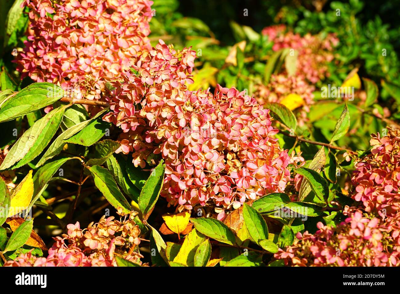 Pink heads of weeping hydrangea paniculata flowers Stock Photo - Alamy
