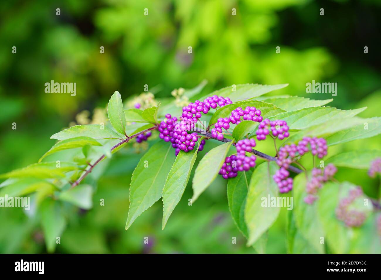 Purple berries of the Beautyberry plant (Callicarpa) in the fall Stock ...