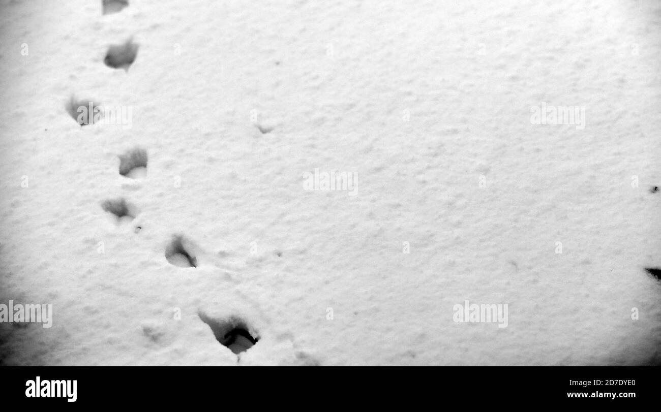 Birds imprint in the snow Black and White Stock Photos & Images - Alamy