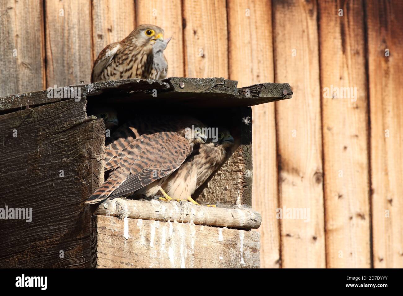 common kestrel (Falco tinnunculus) young birds at the nest box Germany Stock Photo - Alamy