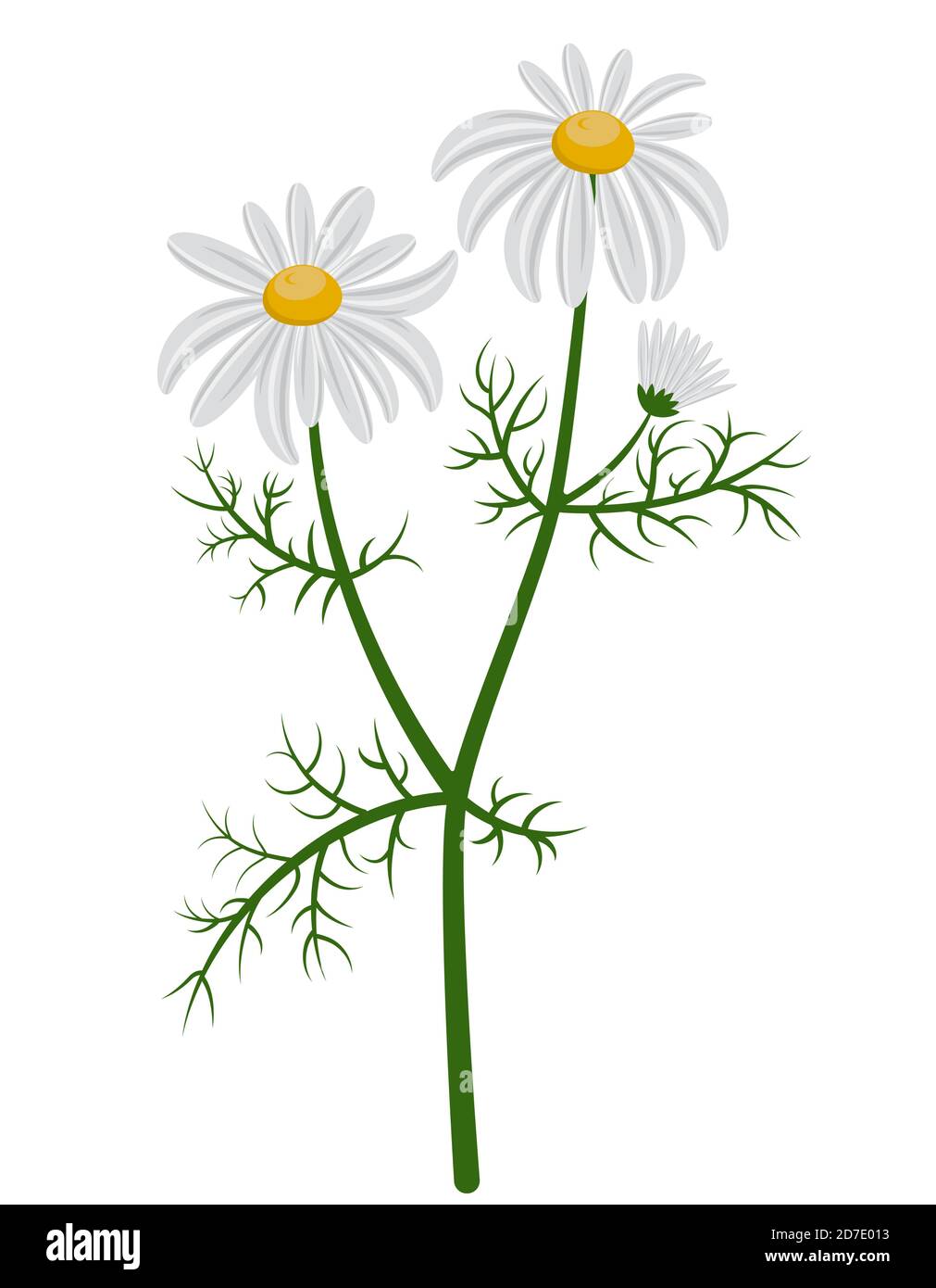Beautiful chamomile bush. Daisies in cartoon style isolated on white ...