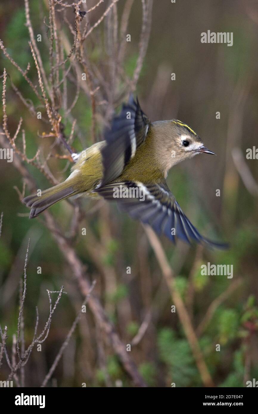 Female goldcrest hi-res stock photography and images - Alamy