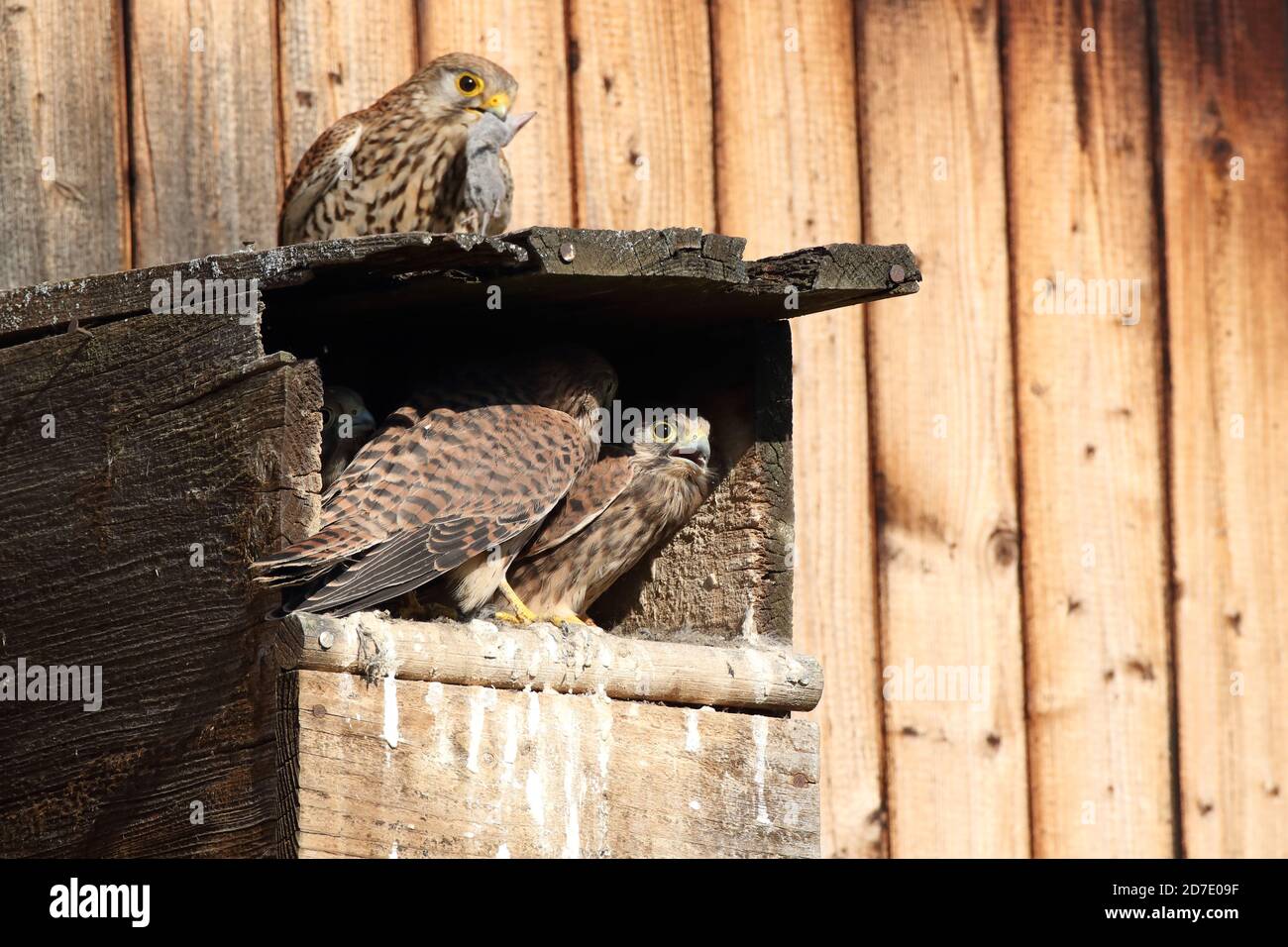 common kestrel (Falco tinnunculus) young birds at the nest box Germany Stock Photo - Alamy