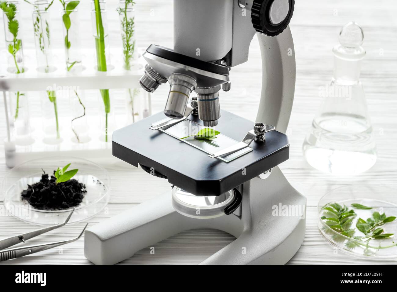 Microscope and plants on a table in scientific laboratory. Agriculture ...