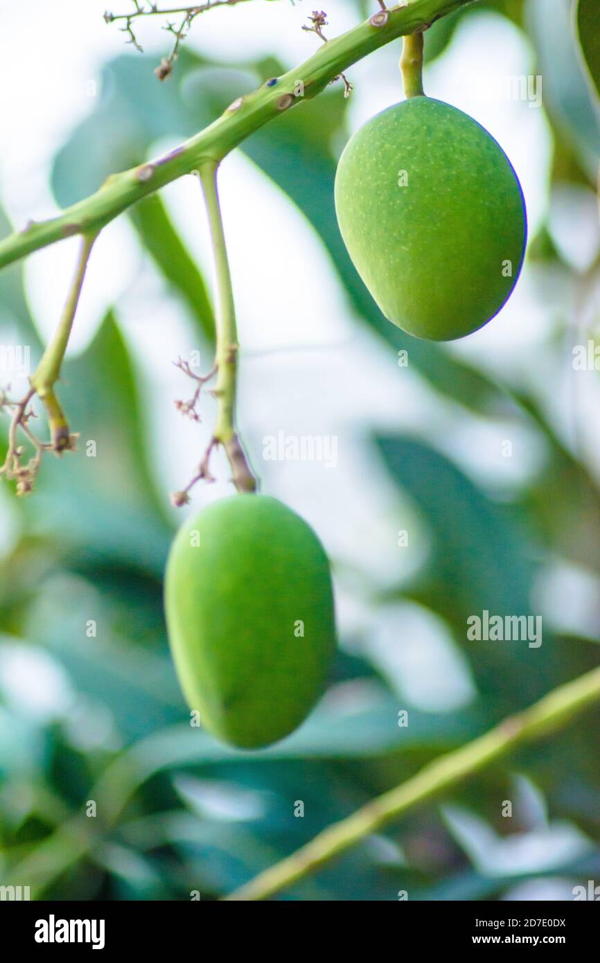 Mango tree hi-res stock photography and images - Alamy
