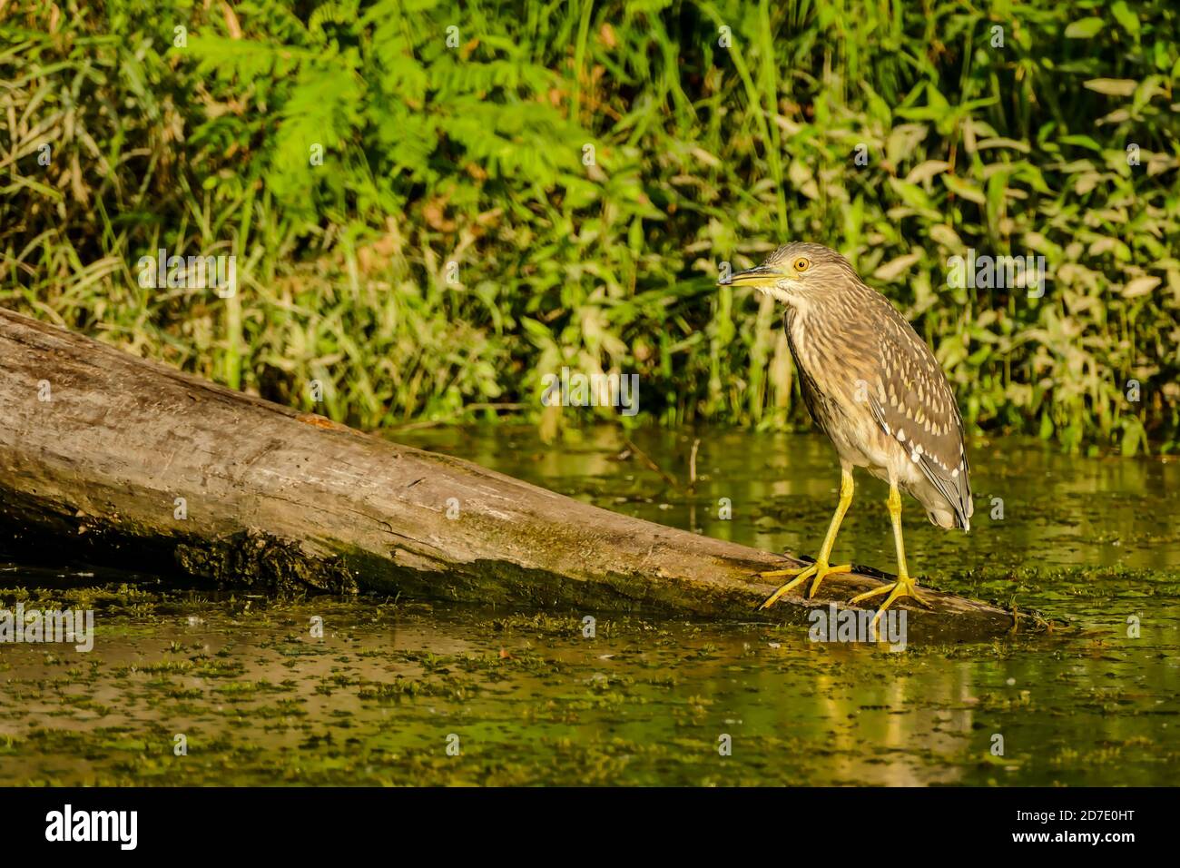 Eurasian Bittern Great bittern Stock Photo - Alamy