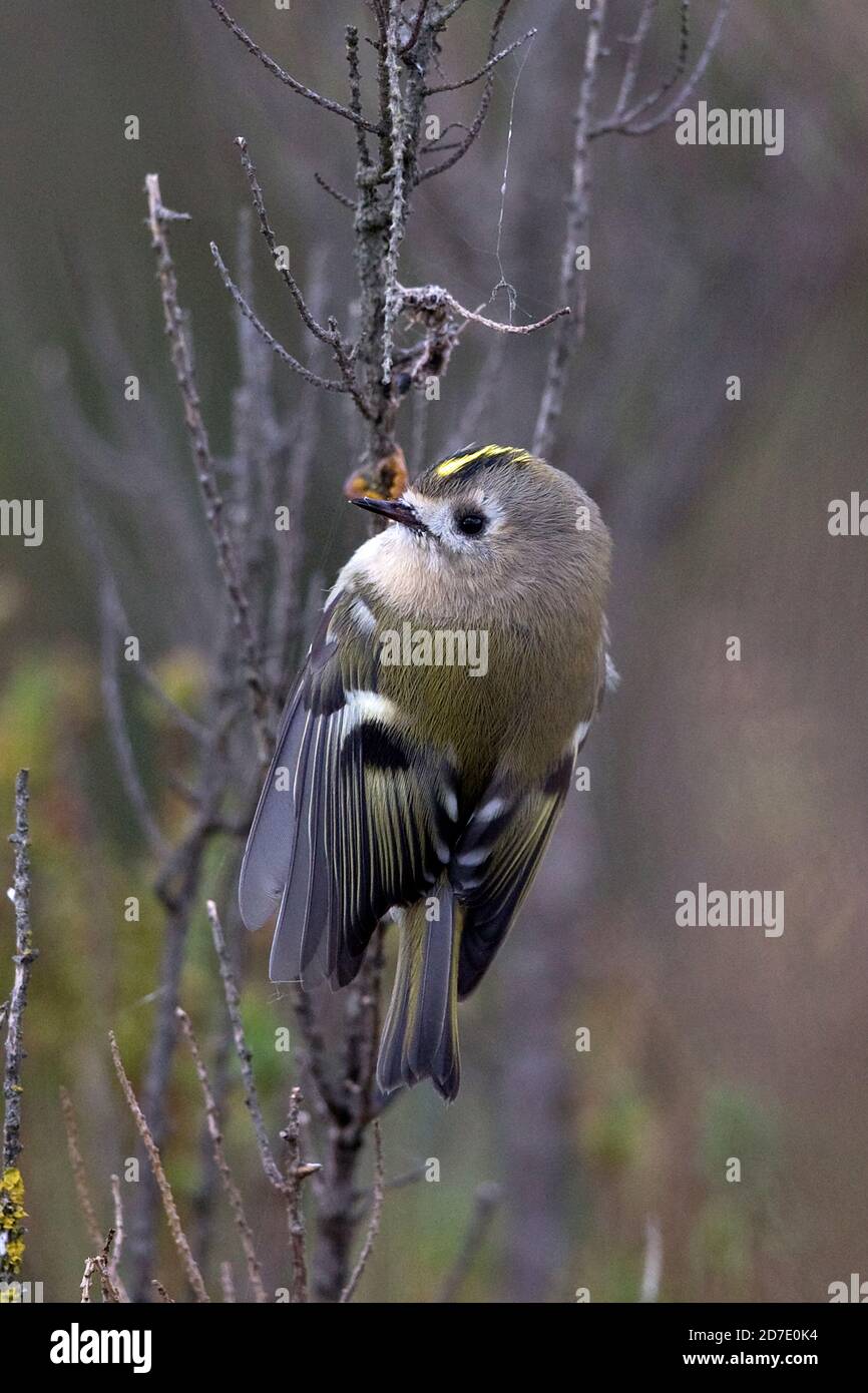 Female goldcrest hi-res stock photography and images - Alamy