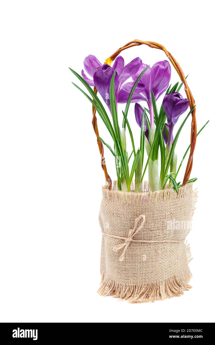 Crocus flowers isolated on a white background Stock Photo - Alamy