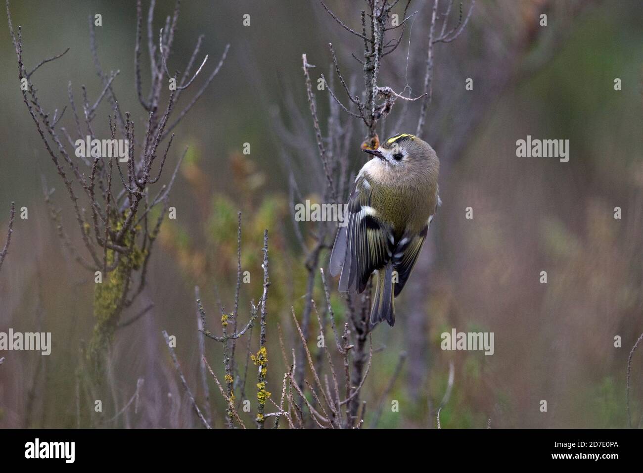 Female goldcrest hi-res stock photography and images - Alamy