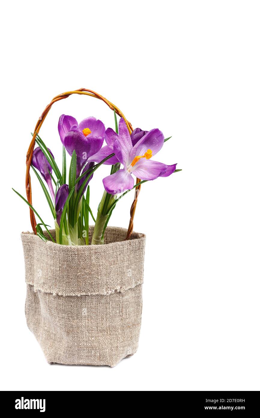 Crocus flowers isolated on a white background Stock Photo - Alamy