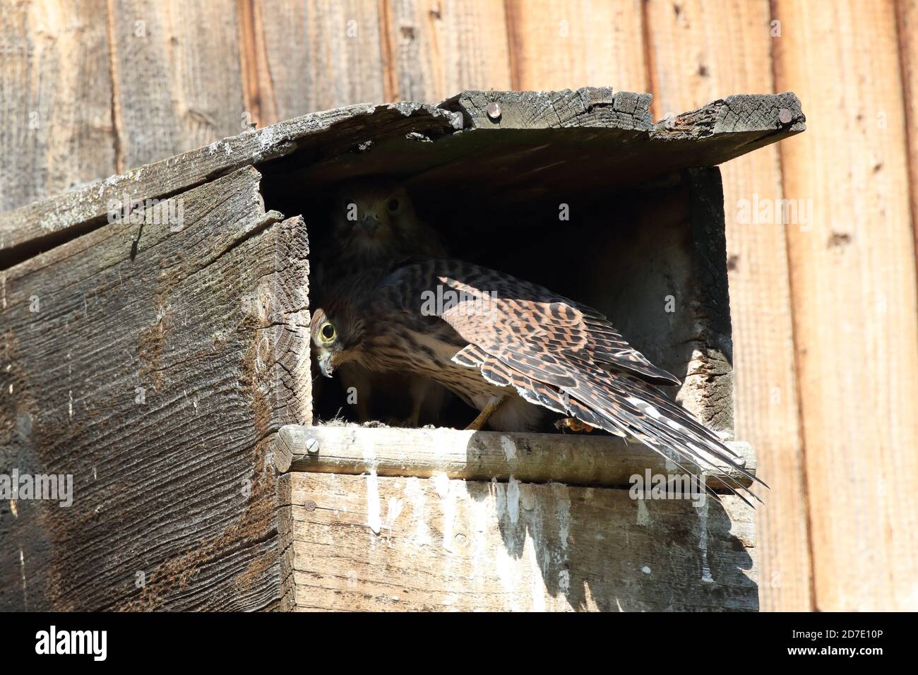 common kestrel (Falco tinnunculus) young birds at the nest box Germany Stock Photo - Alamy