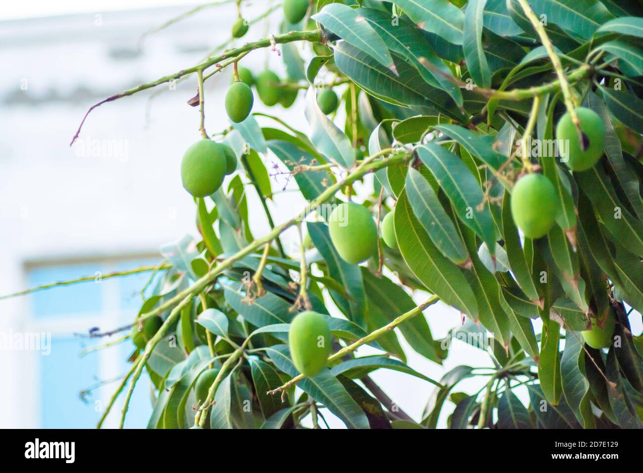 Closeup of Mangoes hanging on mango tree, mango farm. Mangifera indica ...