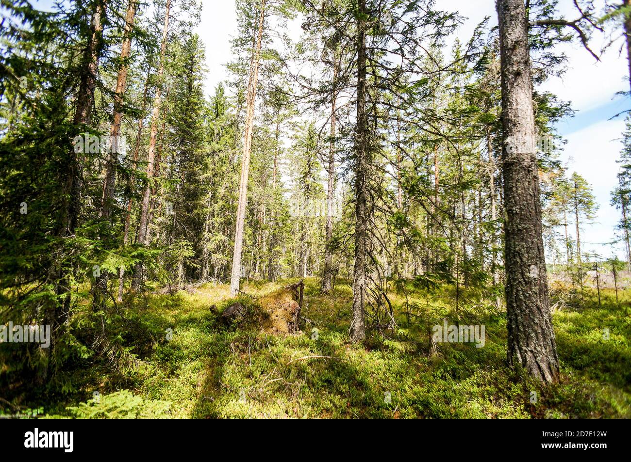 trees in the forest, in Norway Scandinavia North Europe Stock Photo - Alamy