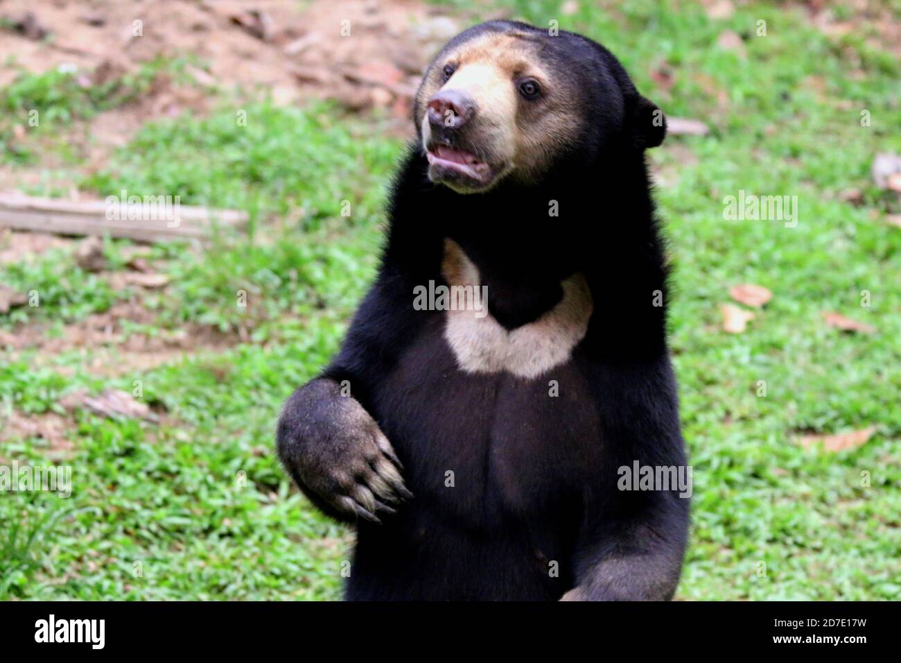 Smallest malayan sun bear hi-res stock photography and images - Alamy