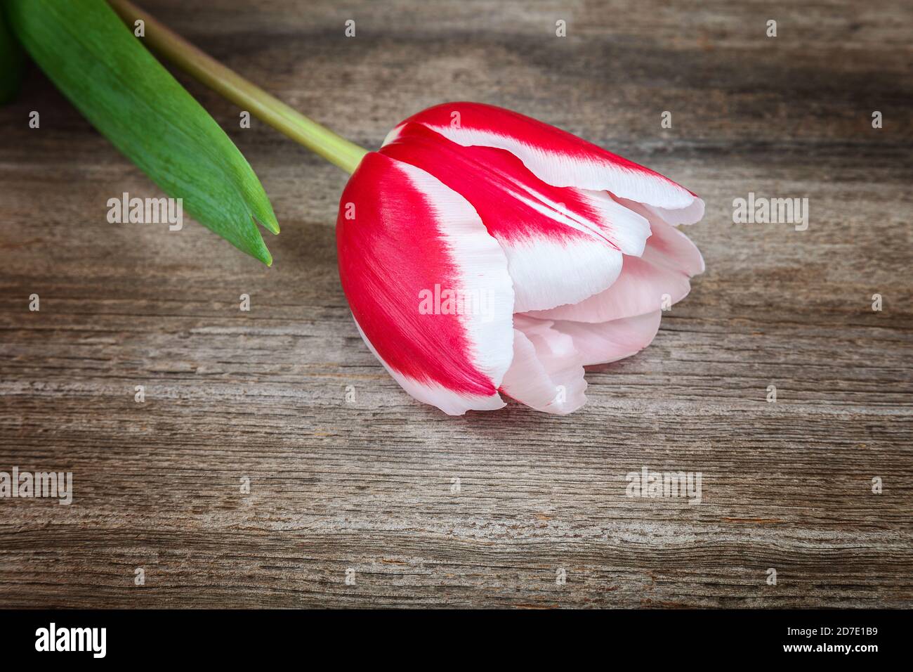 Tulips flowers bouquet of wooden boards as a background Stock Photo - Alamy