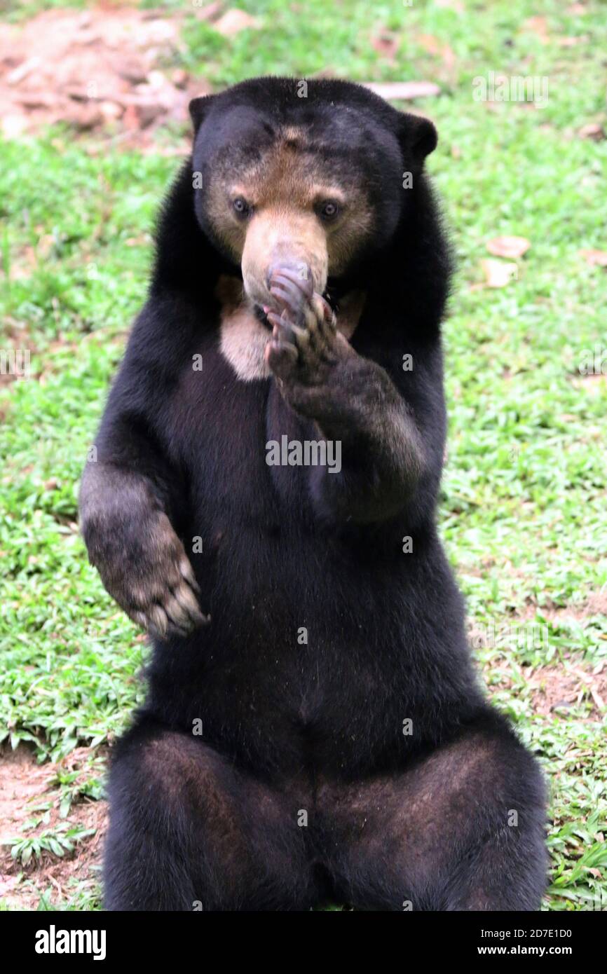 Smallest malayan sun bear hi-res stock photography and images - Alamy