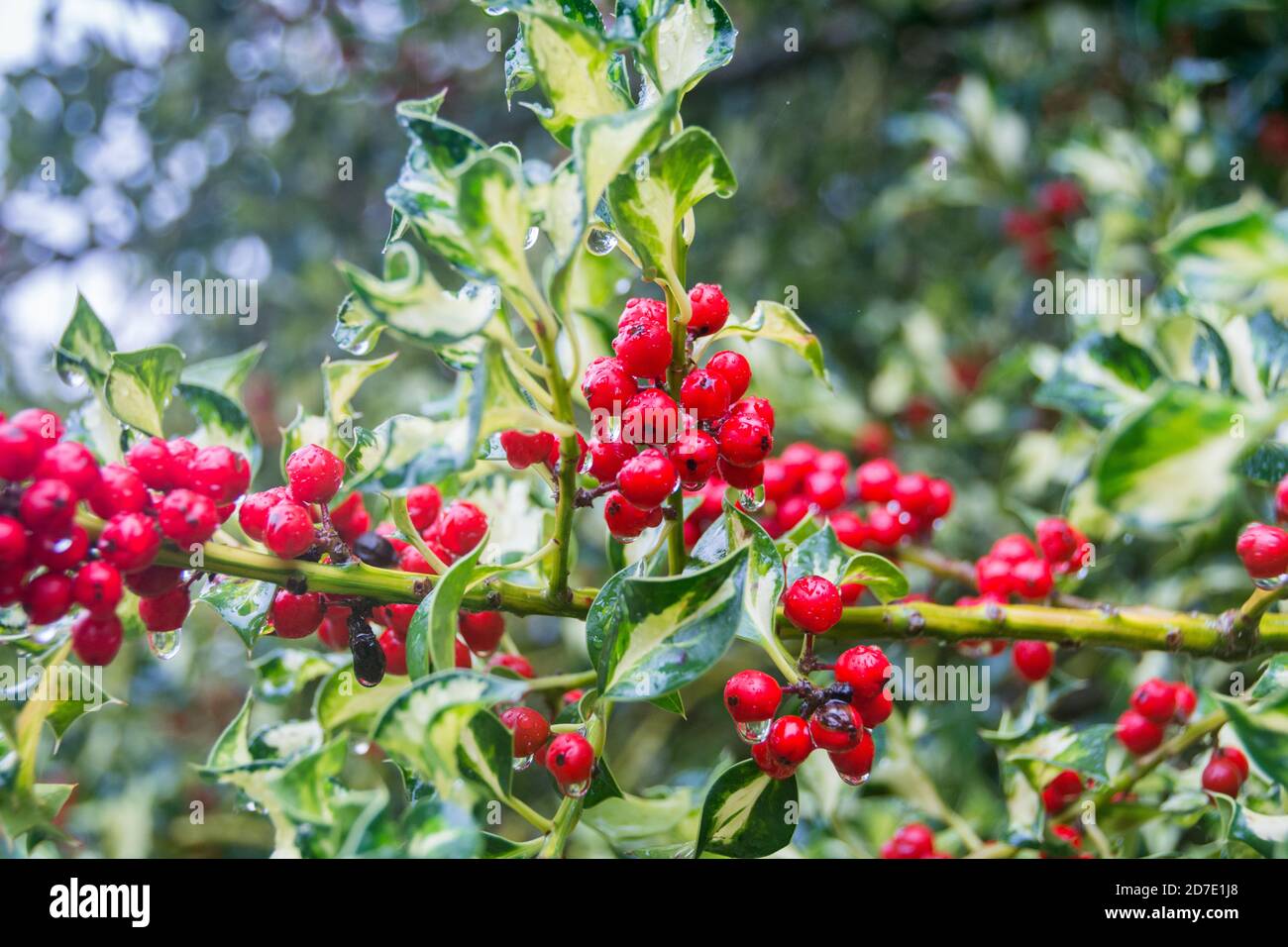 Closeup of festive but poisonous bright red Holly Berries (Ilex ...