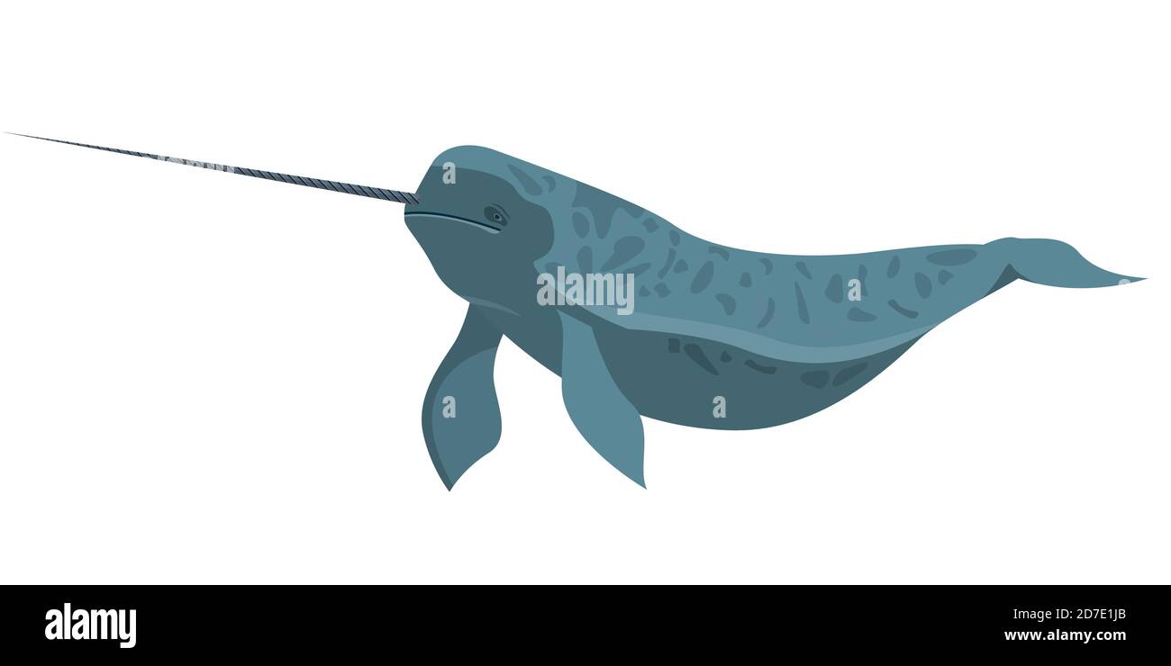Narwhal in cartoon style. Sea animal isolated on white background Stock ...