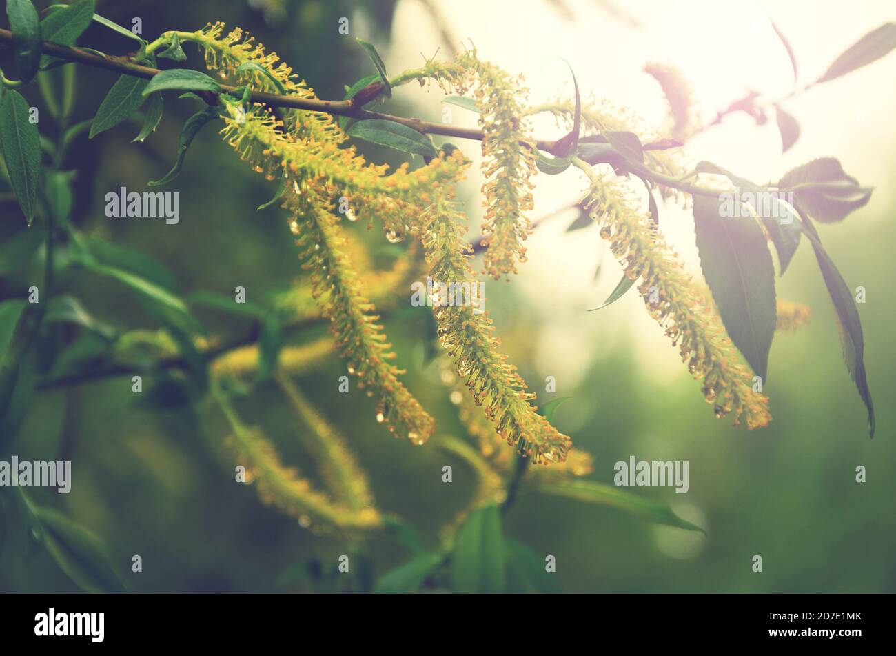 Close up of blooming willow tree during spring morning Stock Photo - Alamy