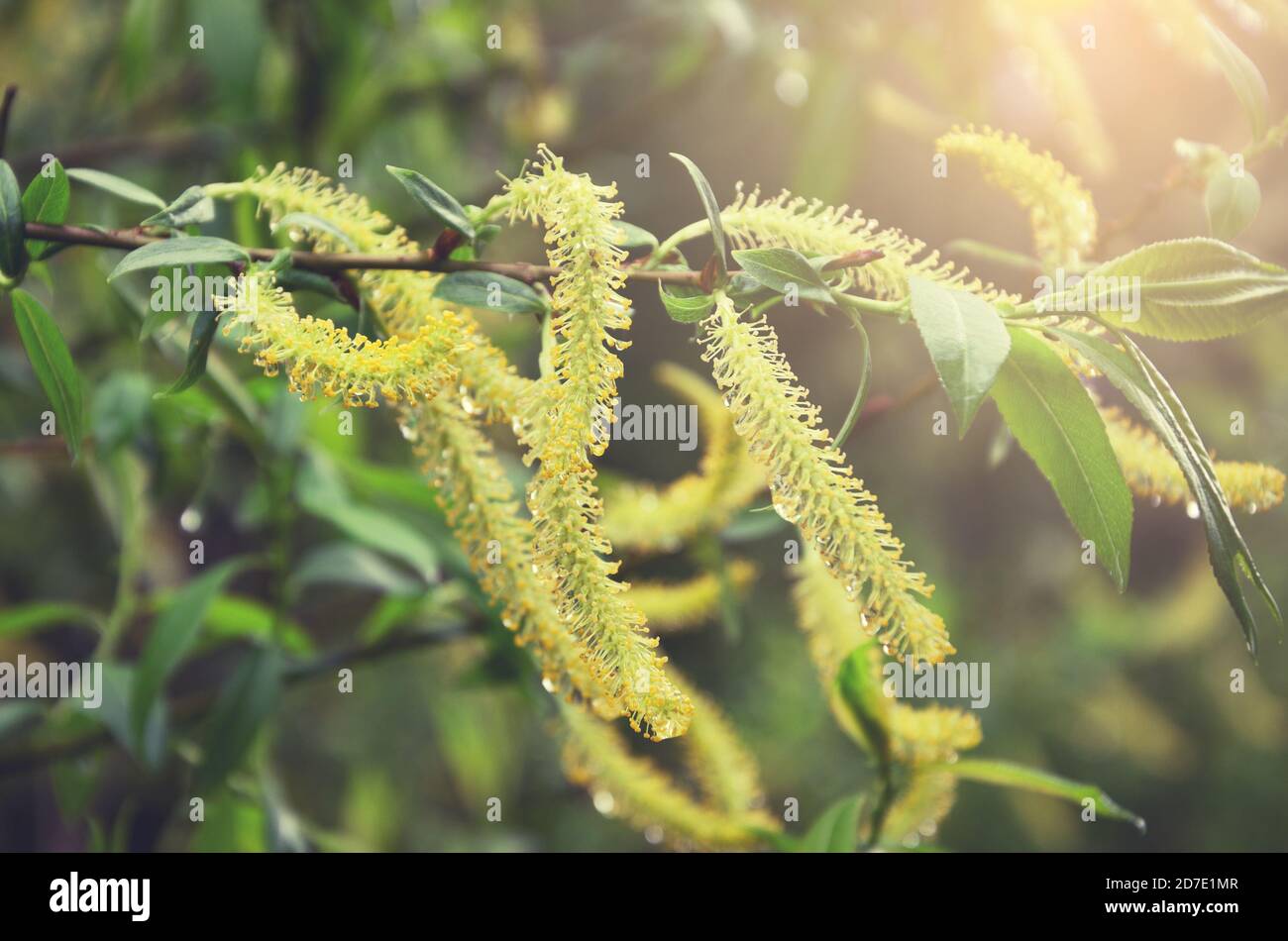 Close up of blooming willow tree during spring morning Stock Photo - Alamy