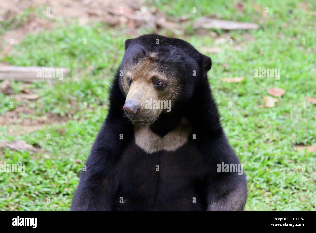 Smallest malayan sun bear hi-res stock photography and images - Alamy
