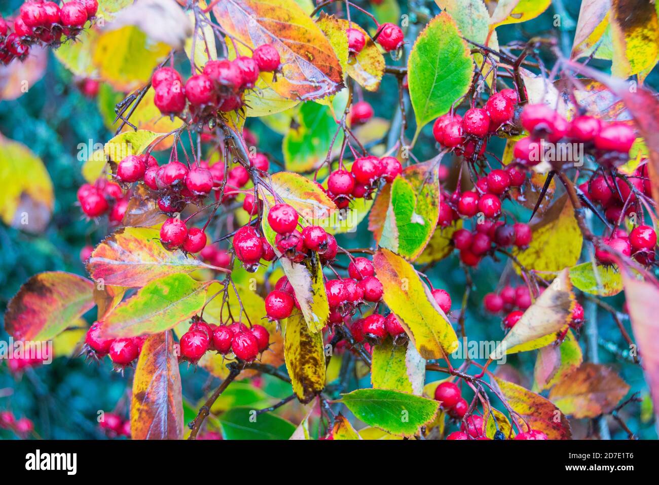 American mountain ash hi-res stock photography and images - Alamy