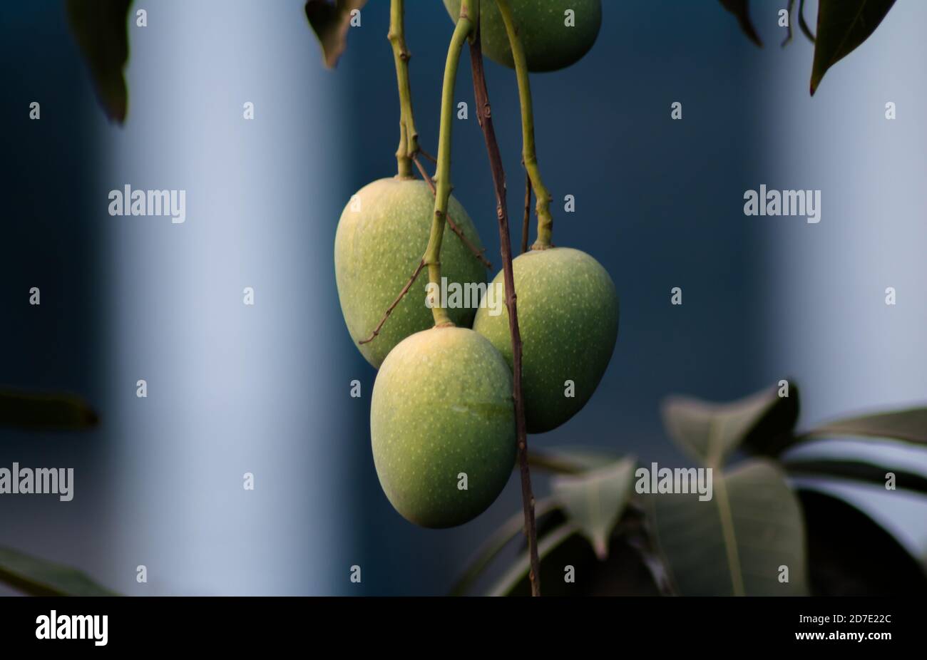 Closeup of Mangoes hanging on mango tree, mango farm. Mangifera indica ...