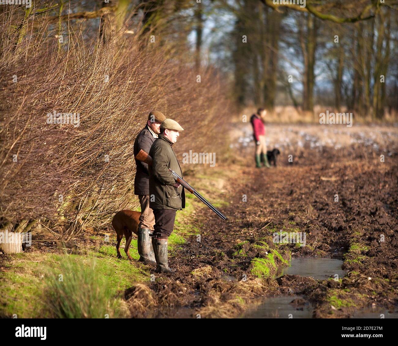 on a driven game shoot in Lancashire, England Stock Photo - Alamy