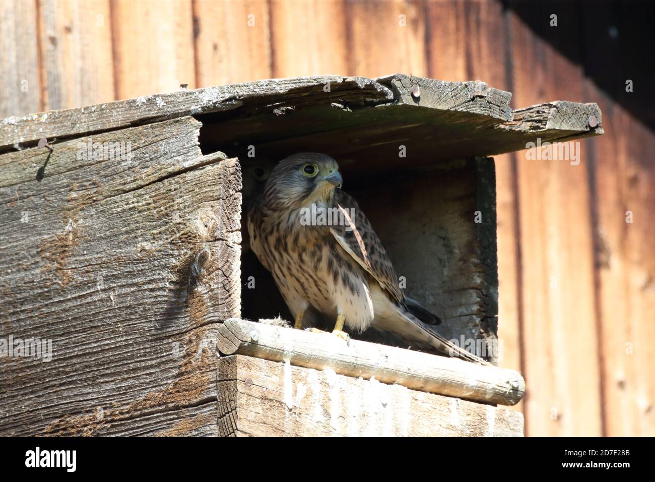 common kestrel (Falco tinnunculus) young birds at the nest box Germany Stock Photo - Alamy