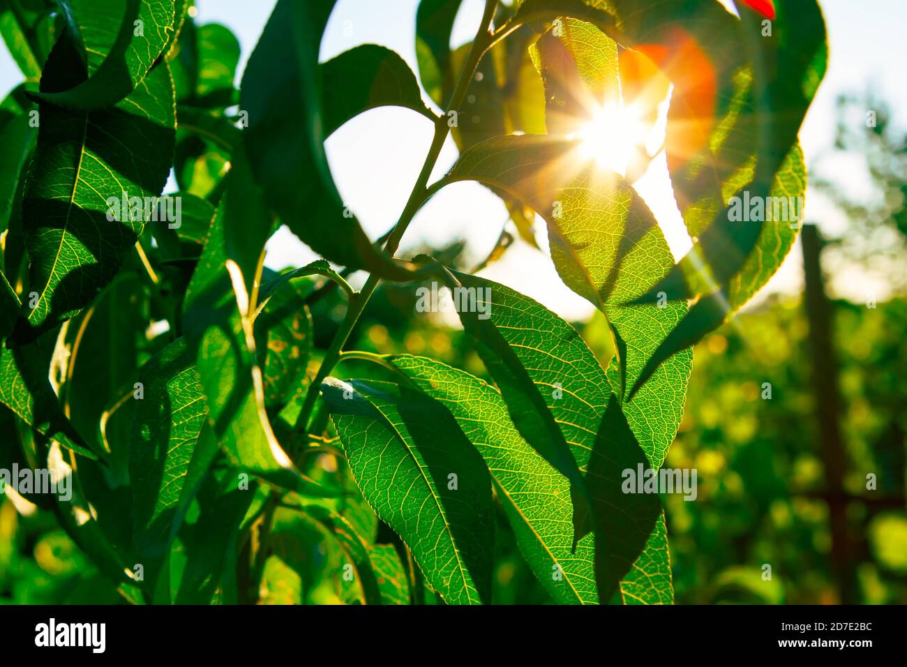 Morning sun with green leaves in the garden Stock Photo - Alamy