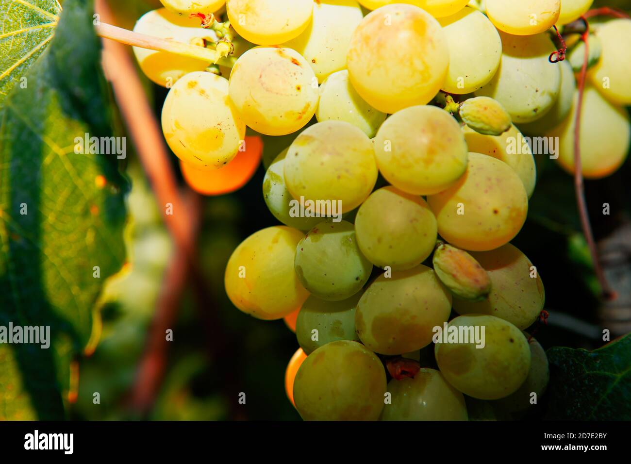 Riesling grapes growing, good for making wine Stock Photo - Alamy