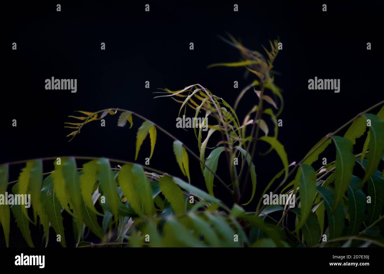 Meliaceae family hi-res stock photography and images - Alamy