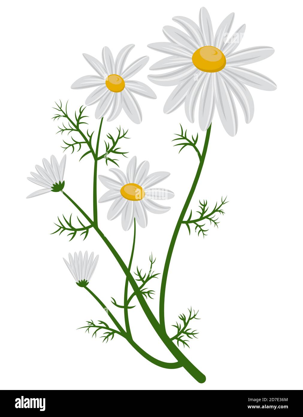 Beautiful chamomile bush. Daisies in cartoon style isolated on white ...